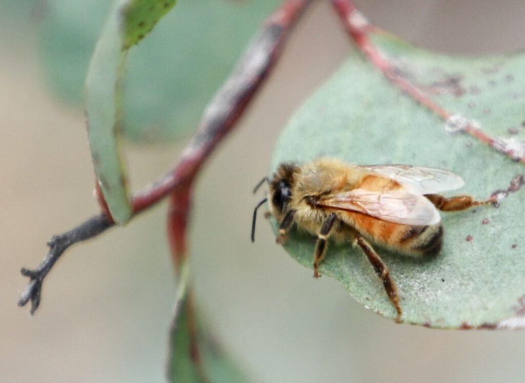 A Guide to Planting a Bee Friendly Garden | Beechworth Honey